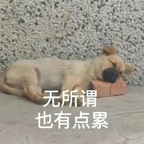 小狗趴地枕着砖块睡觉，配文 无所谓 也有点累”超可爱 表情包｜这班谁爱上谁上表情包图片动图 求表情网斗图从此不求人