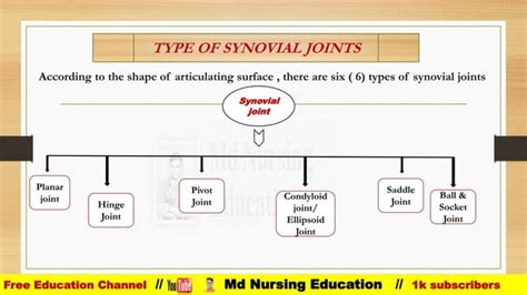 Human Joints Skeleton System Pptx