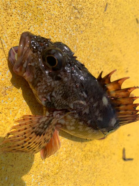 🐟ハコフグくん🐟さんの2024年04月13日土の釣行静岡県 駿河湾 アングラーズ 釣果500万件の魚釣り情報サイト