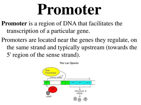 PPT Promoter PowerPoint Presentation Free Download ID