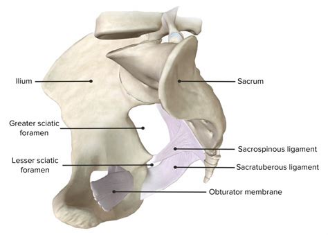 Pelvis Anatomy [ Labeled Diagram] Concise Medical Knowledge