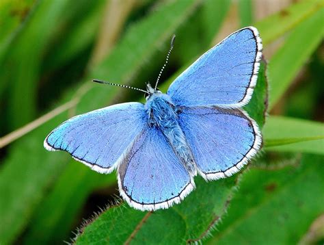 Butterfly Islands Adonis Blue On Bonchurh Down