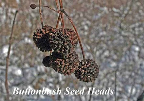 Buttonbush Now Blooming In Area Wetlands Chelsea Update Chelsea
