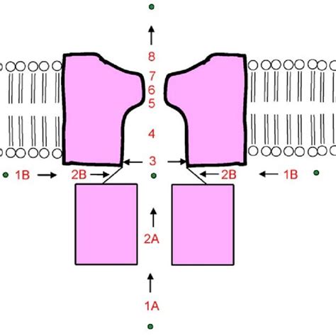 4 Schematic Diagram Of The Ion Conduction Pathway For K Through Bk