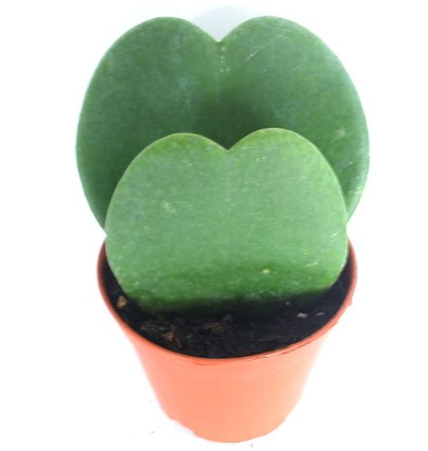 心叶球兰 花百科