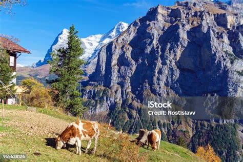 아이거와 스님 산 Murren 베른 고원 스위스와 초원에서 알파인 소 0명에 대한 스톡 사진 및 기타 이미지 0명 가축떼 겨울 Istock