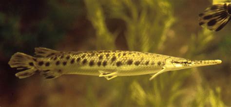 Gar Fish And Facts Britannica