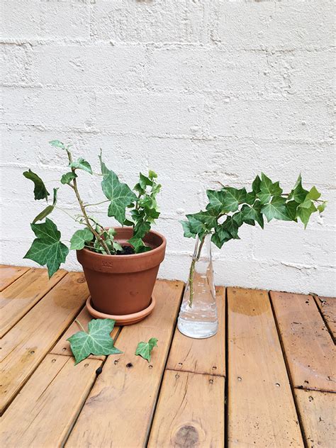 Growing English Ivy From A Cutting Permanent Procrastination