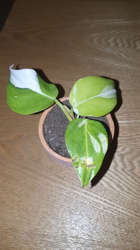 Whats Wrong With My White Princess Cutting Rplantclinic