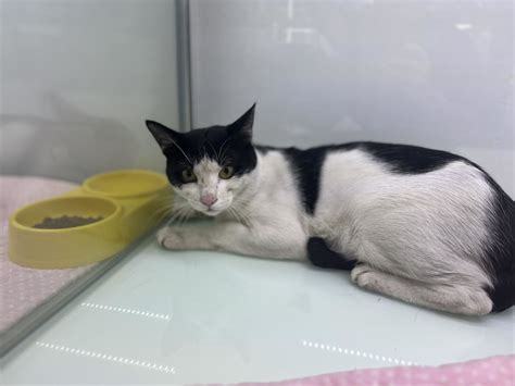 코리안숏헤어 아옹 털빠짐없는스코티쉬폴드분양 털빠짐없는러시안블루분양 털빠짐없는강아지분양 털빠짐없는고양이분양 털빠짐없는유기견분양 털빠짐없는유기묘분양 털빠짐없는비숑프리제키우기