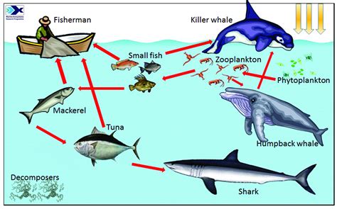 Marine Biome Food Web