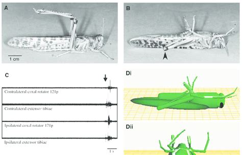 When Thanatosis Was Induced In A Locust Its Limbs Could Be Manipulated