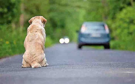 Alarma Por Abandono De Mascotas En El Cañón Del Combeima Enfoque Teve