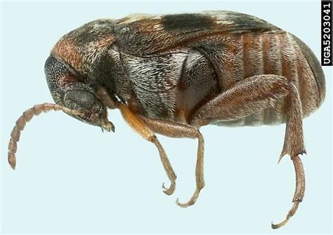 Callosobruchus Maculatus Bugguide Net