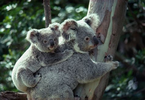 Koala Kin Nat Geo Photo Of The Day National Geographic