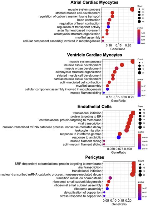 Matters Of The Heart Cellular Sex Differences Journal Of Molecular And Cellular Cardiology