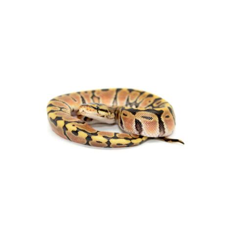 Python Royal Hidden Gene Coma Granite Python Regius Python Boule