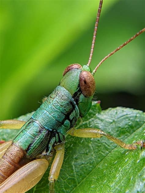 Macro Photo Grasshopper Stock Image Image Of Macro 298505939