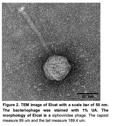The Actinobacteriophage Database Phage Elcat