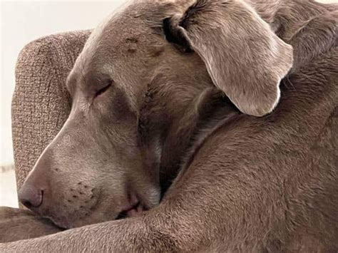 Silver Lab Complete Guide Controversies Color Traits