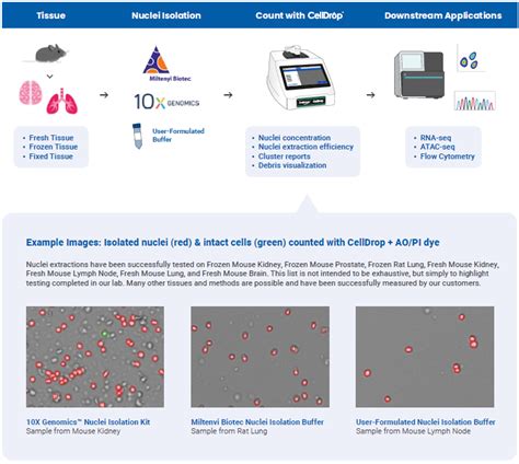 How To Automate Counting Of Isolated Nuclei