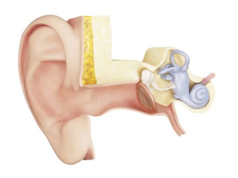 Eardrum Anatomy Function And Treatment