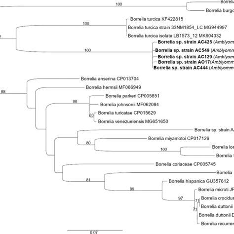Phylogenetic Tree Presenting The Phylogenetic Relationships Among The Download Scientific