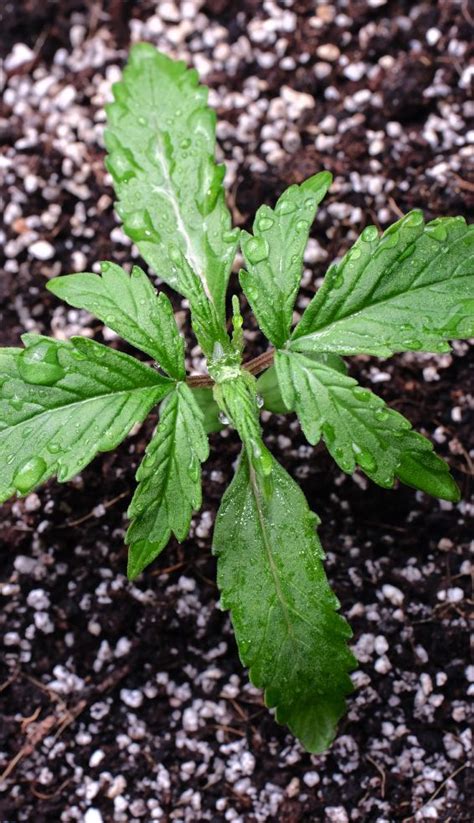 Sexing Your Plants The DNA Test Nova Analytic Labs