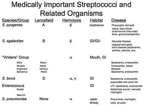 Streptococci Flashcards Quizlet