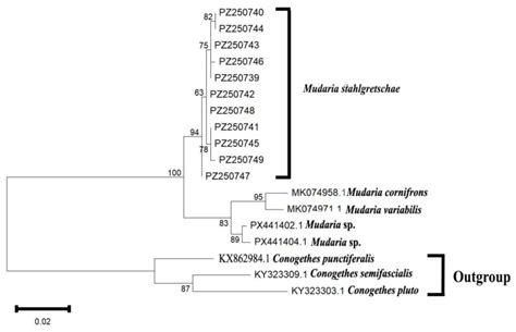 Integrative Taxonomy Seasonal Phenology And Sex Pheromone Profiling
