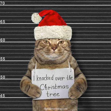Christmas Tree Cat Memes At Steven Martines Blog