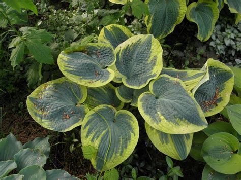 Хосты — Vera's Garden