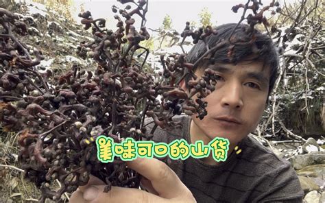 家乡野果成熟了，志刚一口一串真香甜，看完长知识 乡野志刚 乡野志刚 哔哩哔哩视频