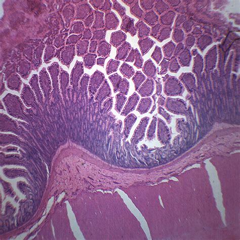 Mammalian Colon Cross Section Prepared Microscope Slide 75 X 25mm Biology And Microscopy