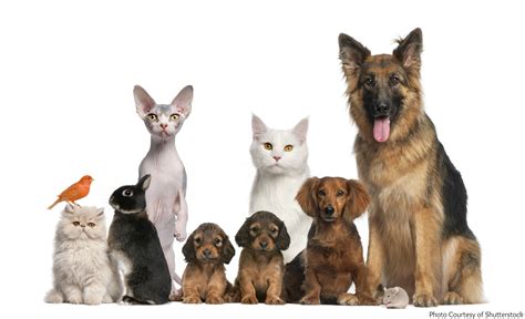 Pets Wallpapers Wallpaper Cave