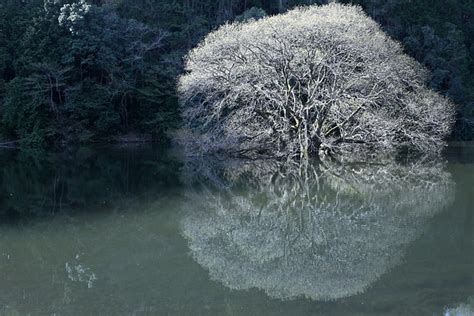 Lake Trees Reflection Free Photo On Pixabay