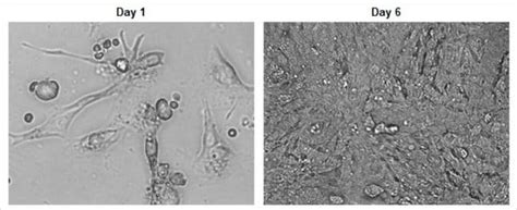 Pierce™ Primary Cardiomyocyte Isolation Kit