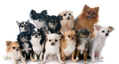 Son Chihuahuas Buenos Perros De Apartamento
