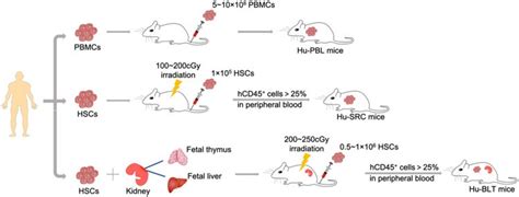Generation And Application Of Humanized Mouse Models