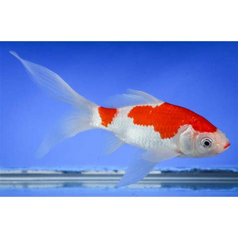 6 5” Sarasa Comet Next Day Koi