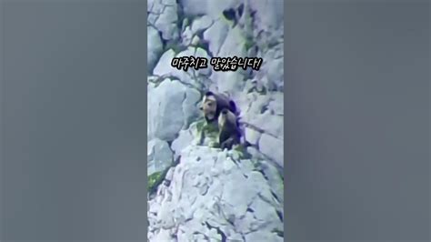 아기곰을 지키기 위해 수컷 곰과 싸우는 엄마 곰 Youtube