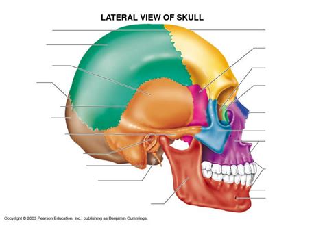 Lateral View Of Skull Diagram Quizlet