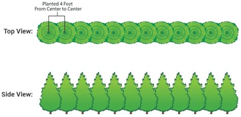 Green Giant Arborvitae Spacing Arborvitae Trees Spacing And How Many