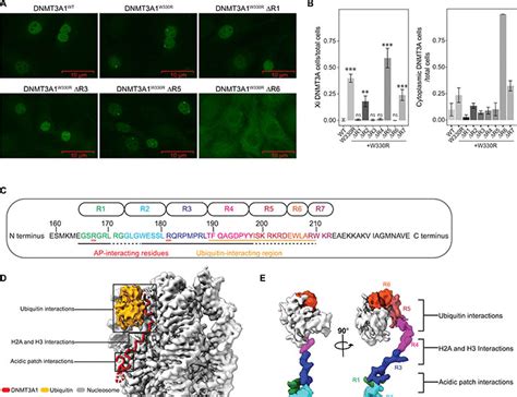 Narkhyun Bae On Linkedin Cancer Associated Dna Hypermethylation Of Polycomb Targets Requires