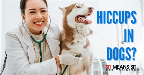 Does Fido Have The Hiccups Sit Means Sit Long Beach