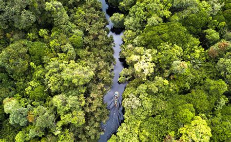 Beda Restorasi Gambut Dan Rehabilitasi Mangrove
