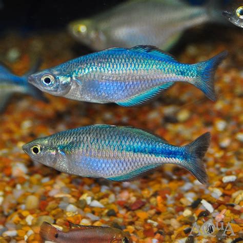Turquoise Rainbow Melanotaenia Lacustris Aqua Imports