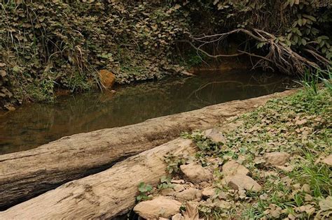 Phenacogrammus Acquariofilia Consapevole