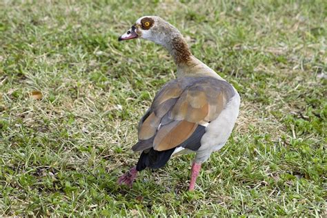 Bird Injured Broken Leg Free Photo On Pixabay Pixabay