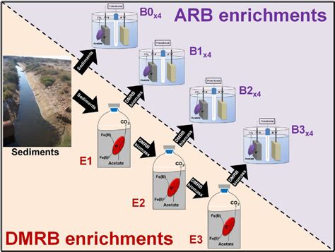 Fig S1 Overall Strategy Of Successive Dmrb Enrichment Steps To Grow Download Scientific